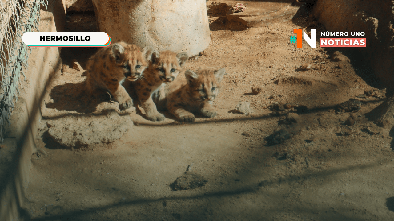 Nacen crías de puma en el Centro Ecológico de Sonora - Bura Multimedia